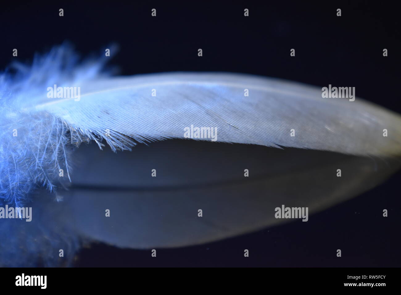 White Feather on Reflective Black Surface Lit by Bright Blue Light ...
