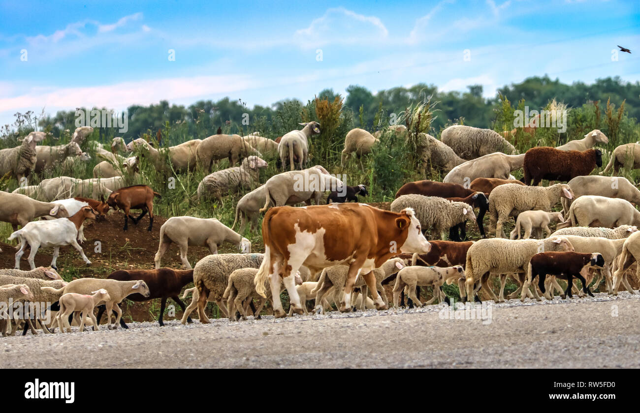 one lonely cow running in a row with sheep herd Stock Photo - Alamy