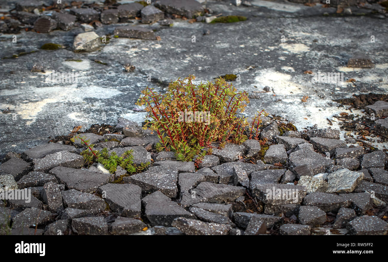 strong flower breaks through stones, nature returns lost place Stock ...