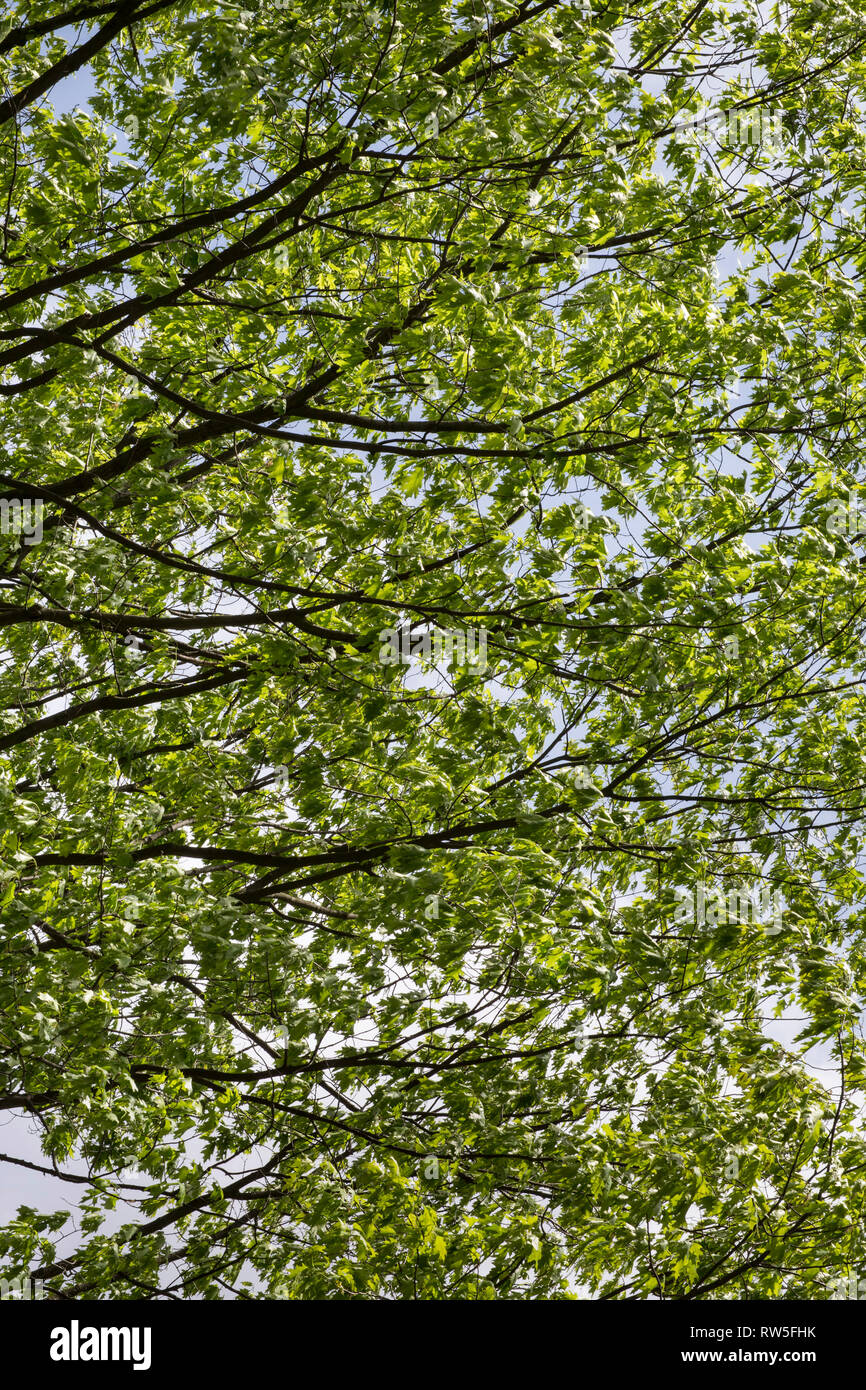 Tree leaves blowing in wind hi-res stock photography and images - Alamy