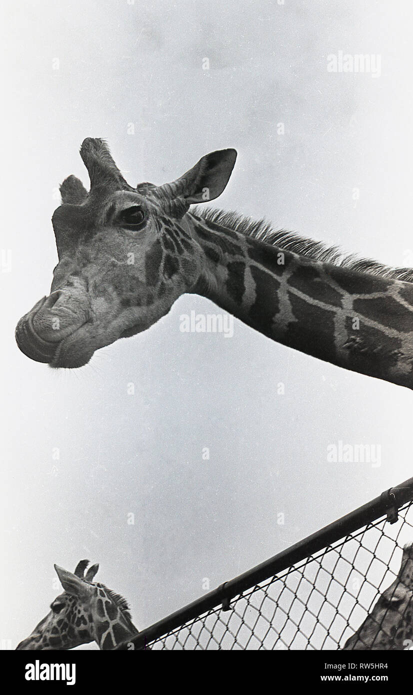1960s, head of a giraffe leaning over a fence at a zoo, England. UK ...
