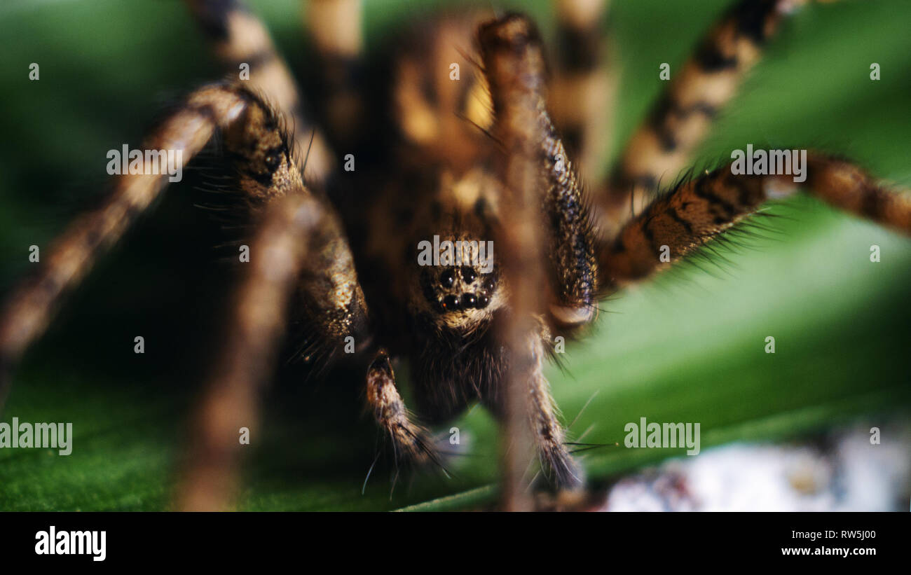Detailed Spider Eyes macro photo Stock Photo - Alamy