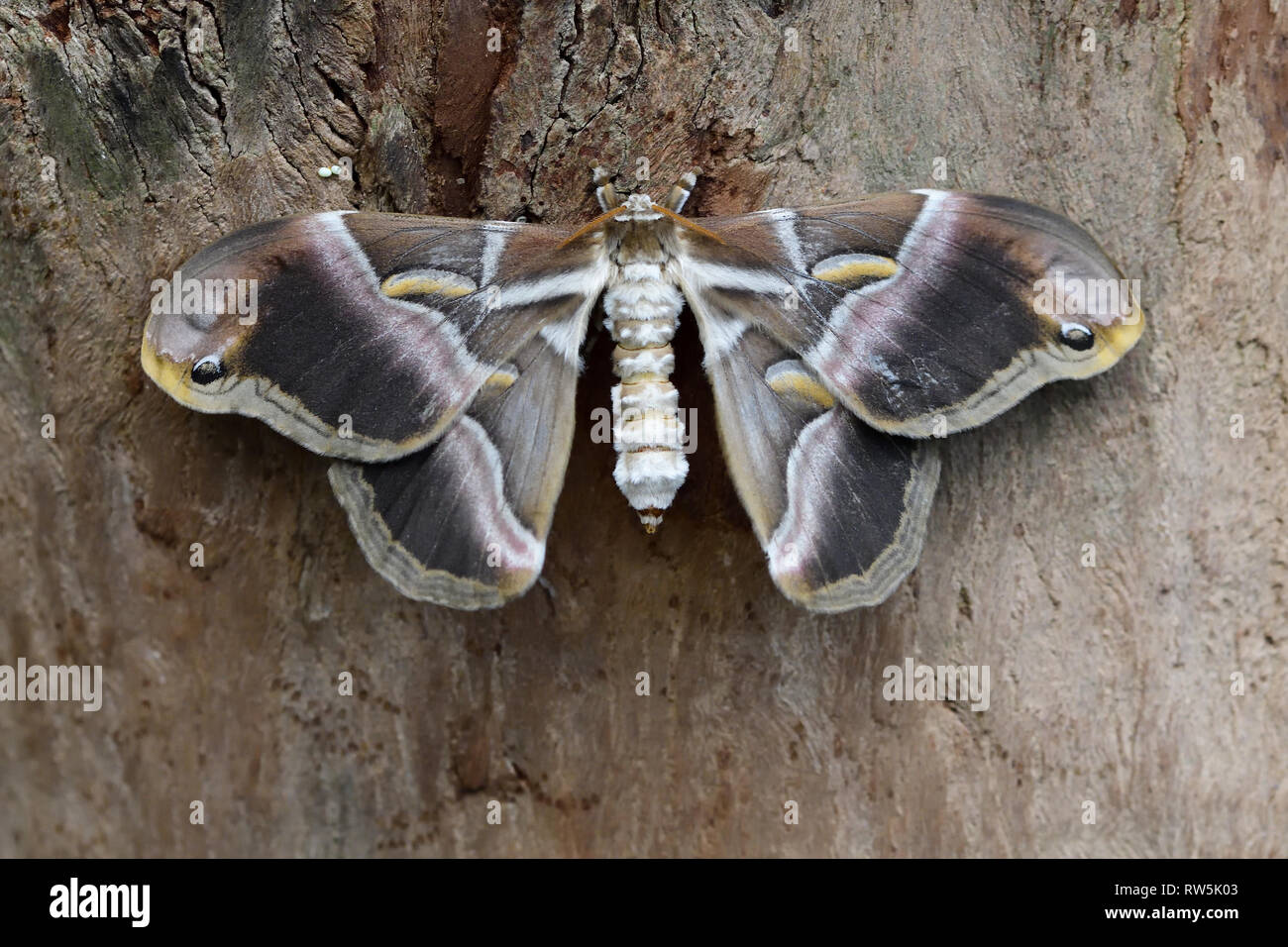 Macro shot of an ailanthus silkmoth (samia cynthia) on a tree trunk ...