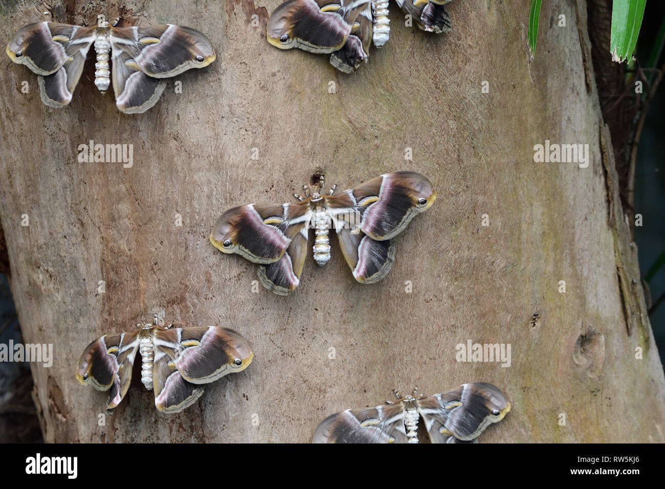 Cynthia moth hi-res stock photography and images - Alamy