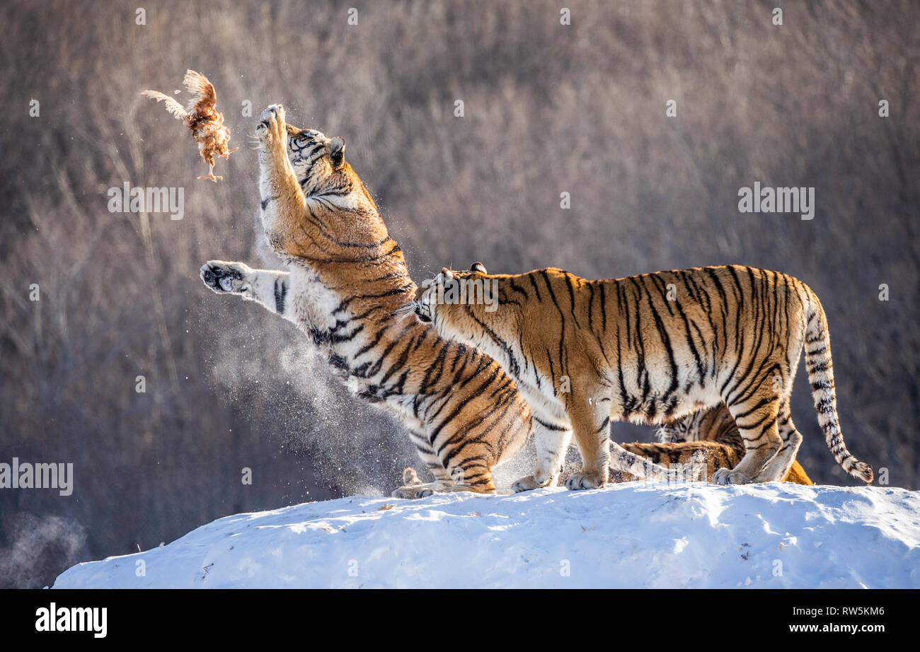 Several siberian tigers are standing on a snow-covered hill and catch ...