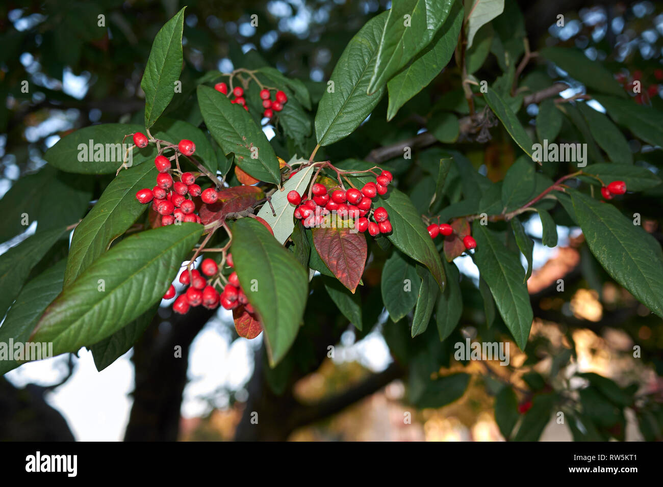 Cotoneaster frigidus cornubia shrub red hi-res stock photography and ...