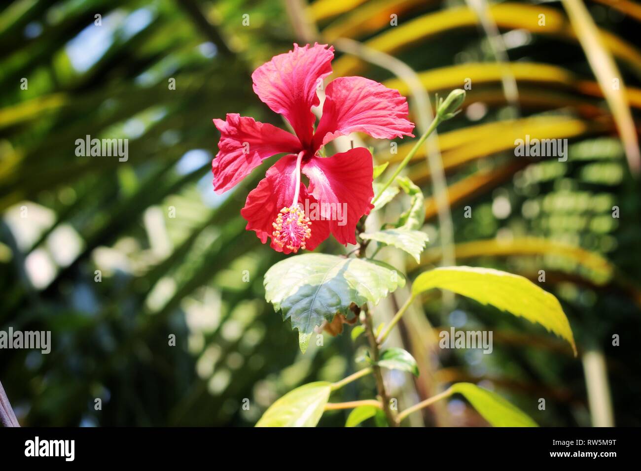 Carolus Linnaeus Flower High Resolution Stock Photography and Images ...