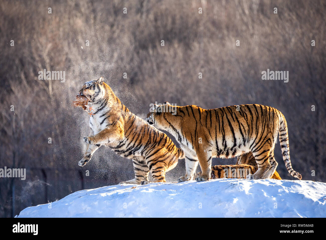 Several siberian tigers are standing on a snow-covered hill and catch ...