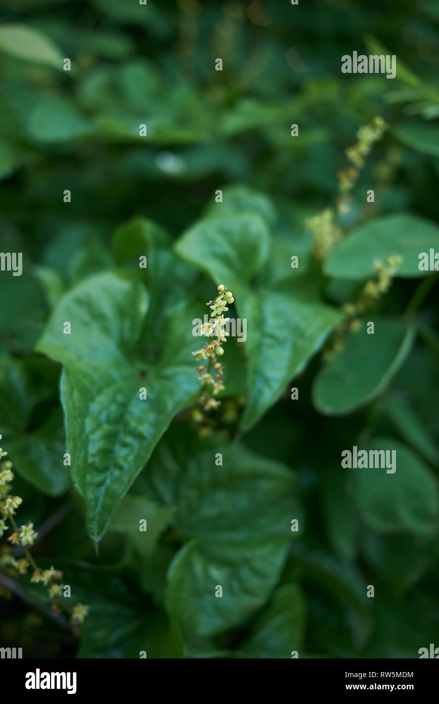 Black bryony dioscorea communis hi-res stock photography and images - Alamy
