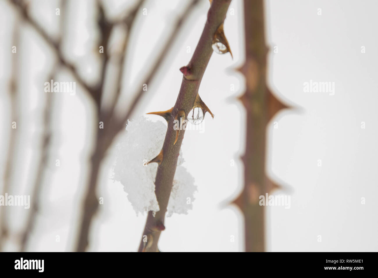 A branch of thorns in snow winter, snowfield, cold winter with plants ...