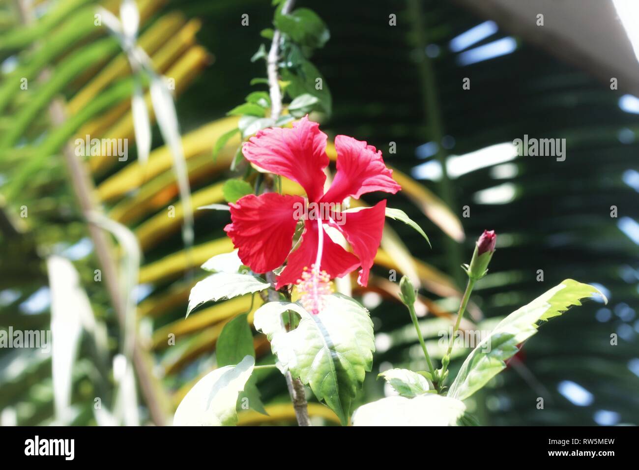 Carolus linnaeus hi-res stock photography and images - Alamy