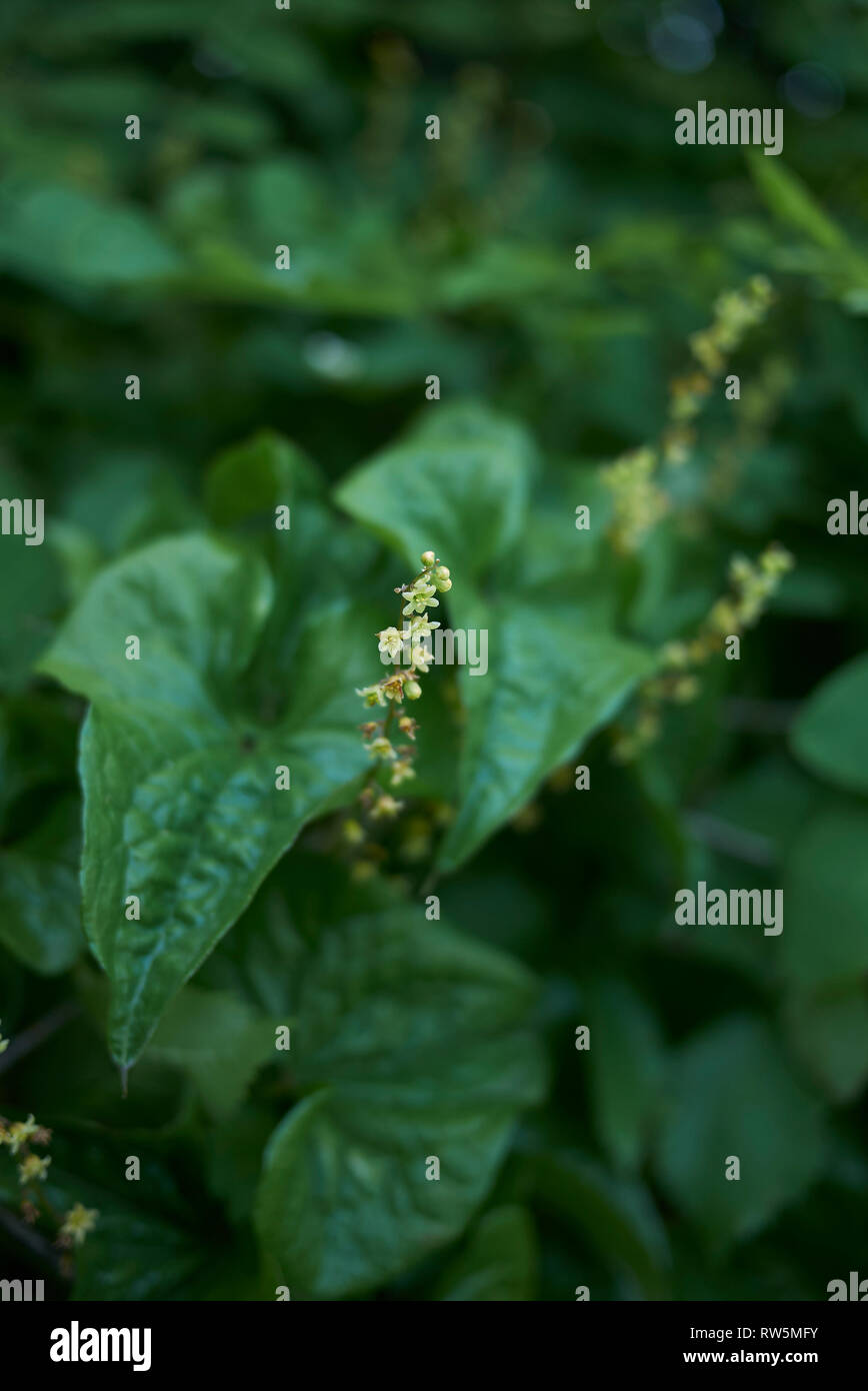 Black bryony dioscorea communis hi-res stock photography and images - Alamy