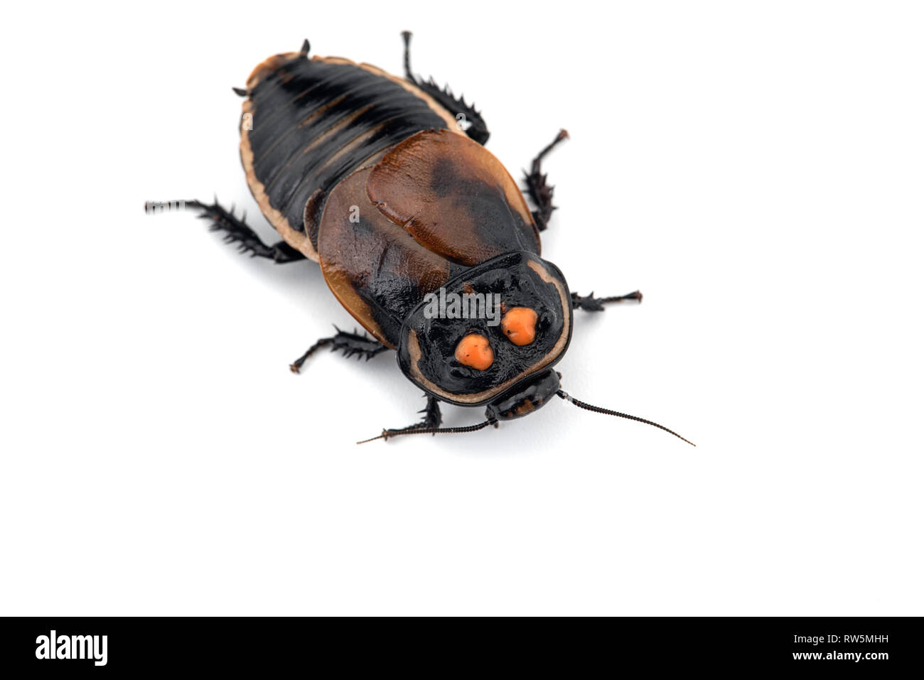 Giant cockroach isolated on white background Stock Photo - Alamy