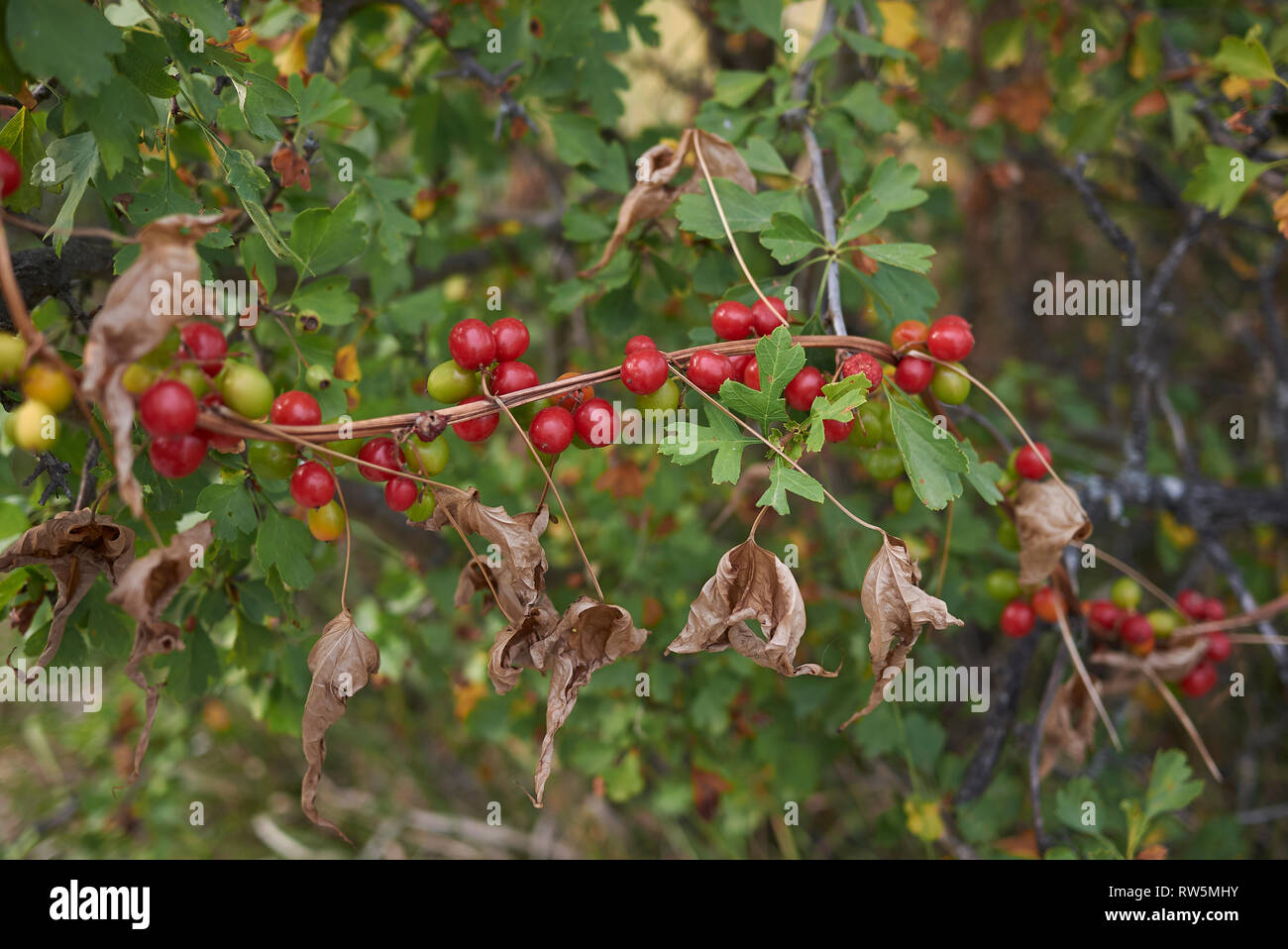 Dioscorea communis berries hi-res stock photography and images - Alamy