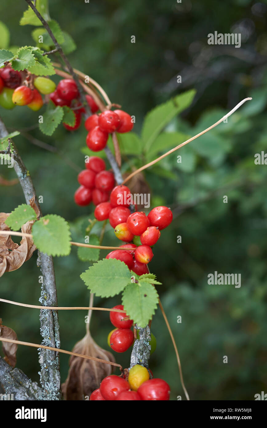 Dioscorea communis red fruit Stock Photo - Alamy