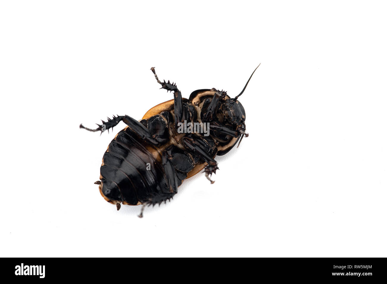 Giant cockroach isolated on white background Stock Photo - Alamy