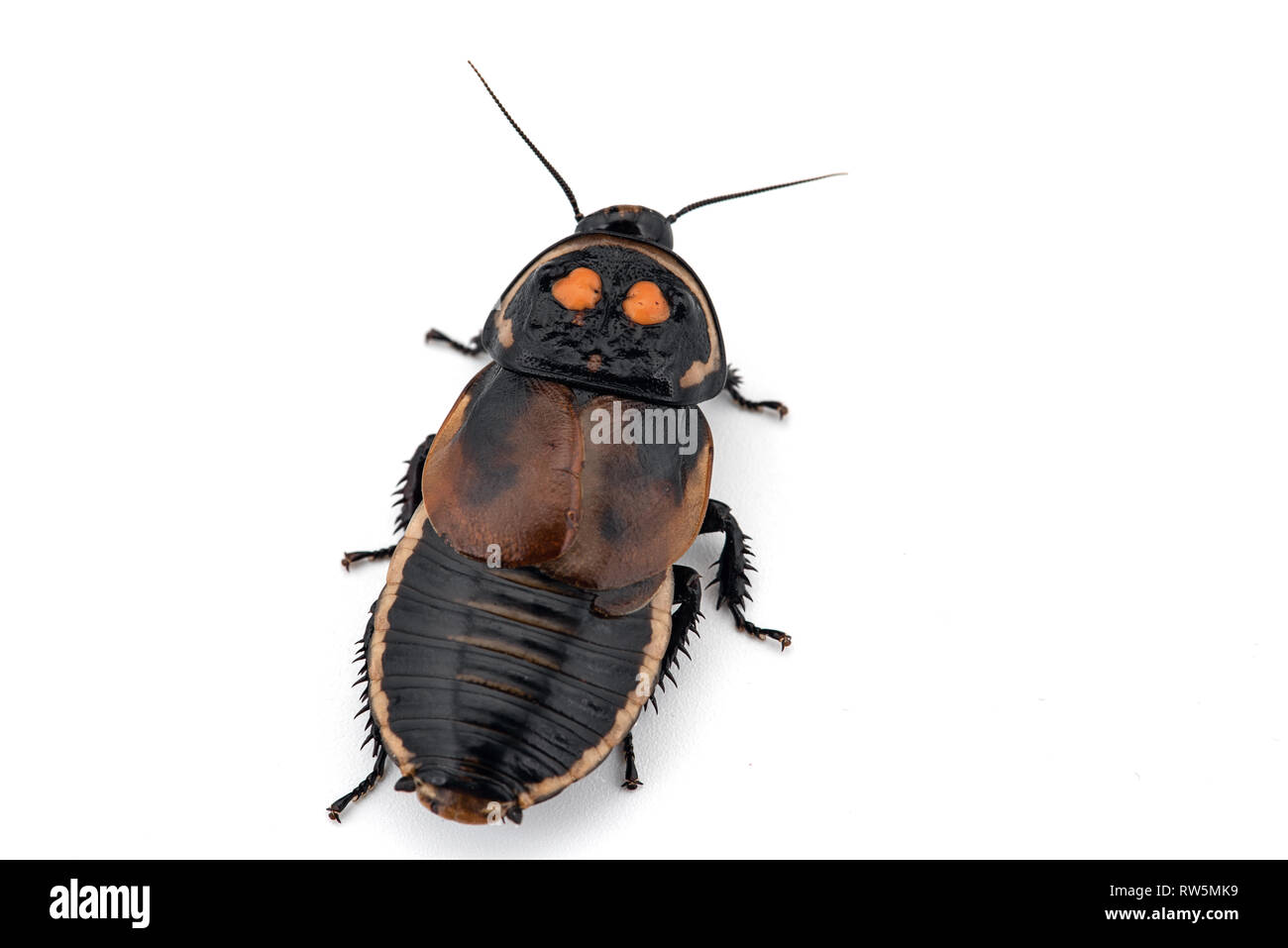 Giant cockroach isolated on white background Stock Photo - Alamy