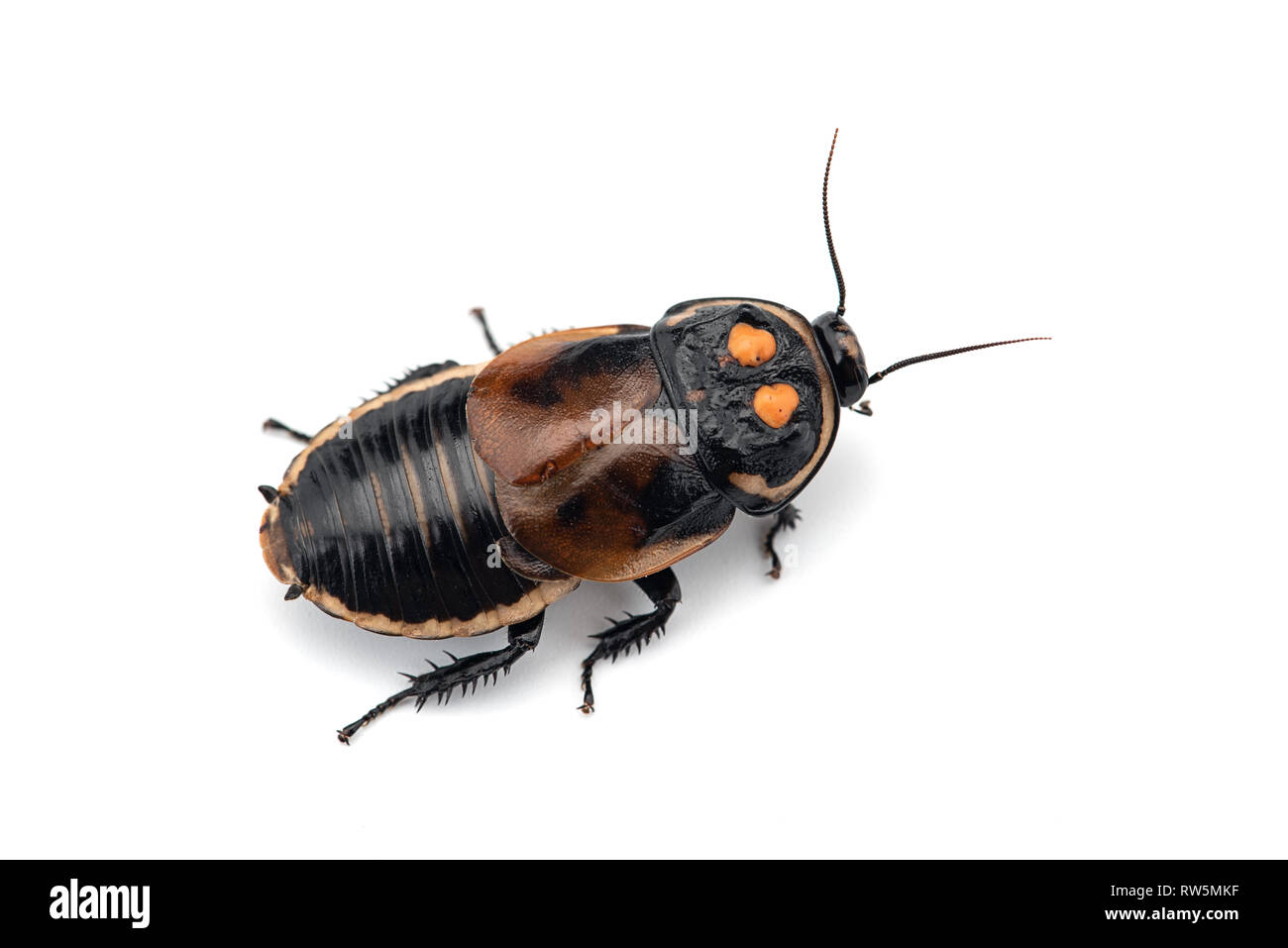 Giant cockroach isolated on white background Stock Photo - Alamy