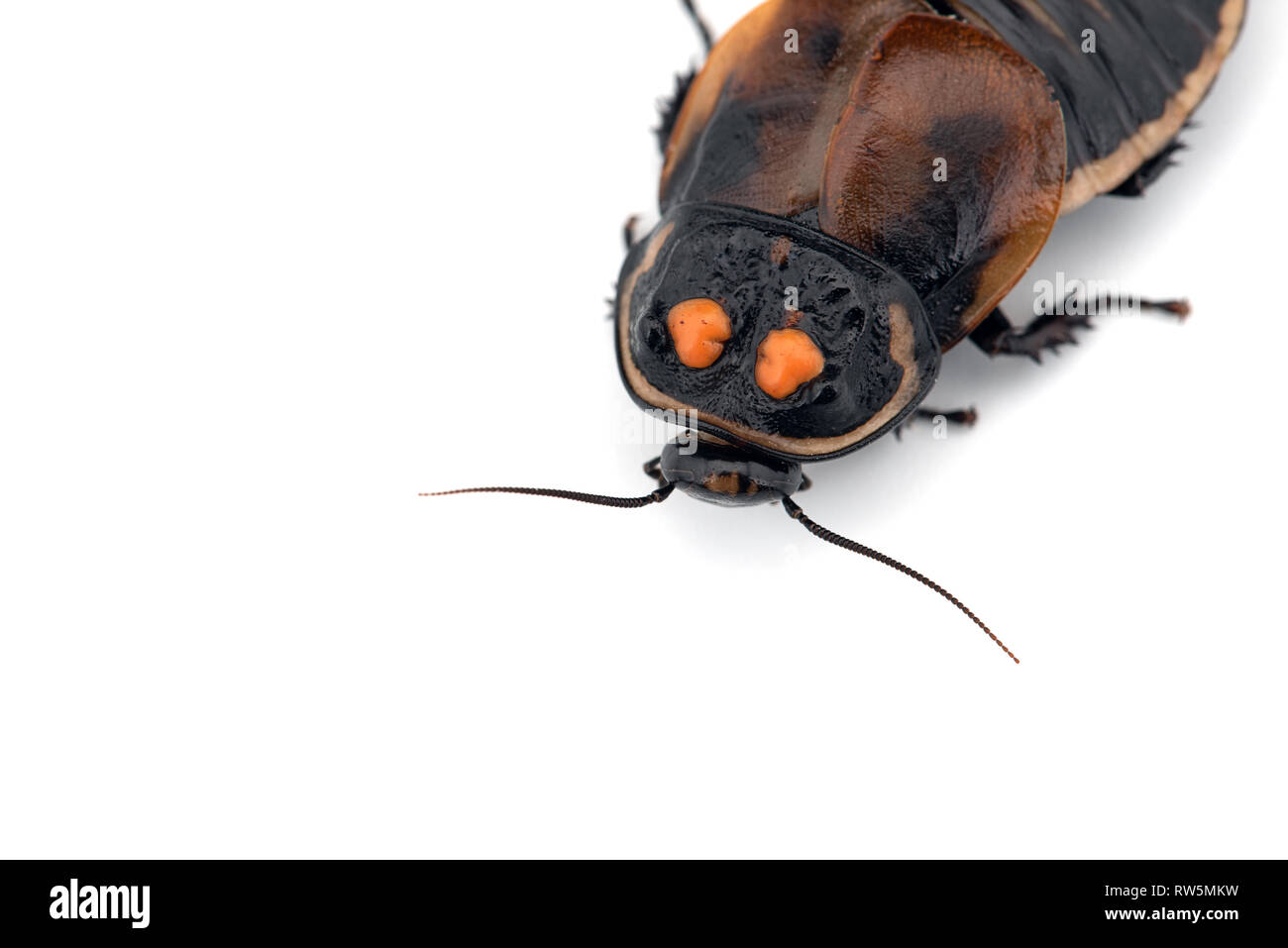 Giant cockroach isolated on white background Stock Photo - Alamy