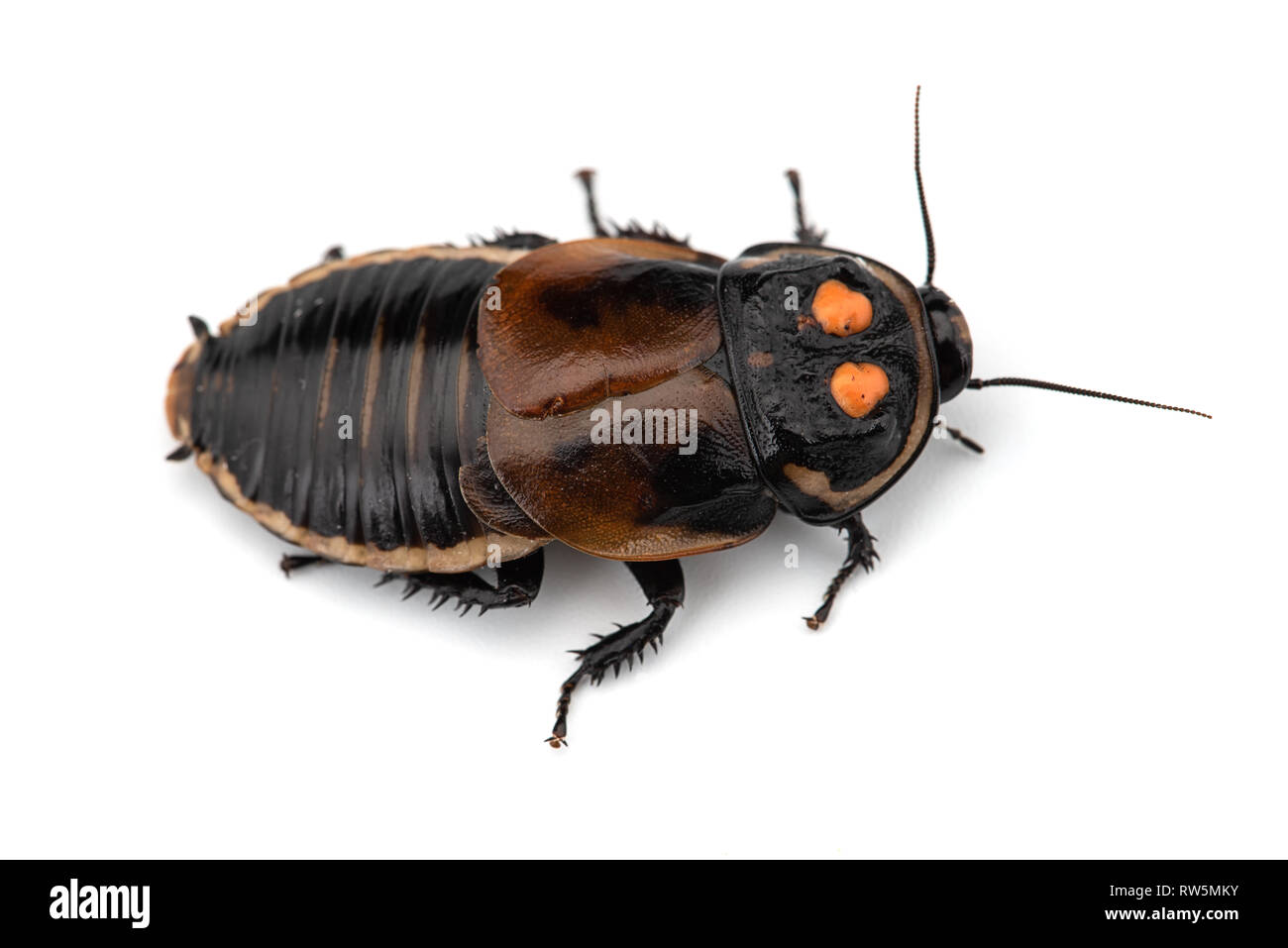 Giant cockroach isolated on white background Stock Photo - Alamy