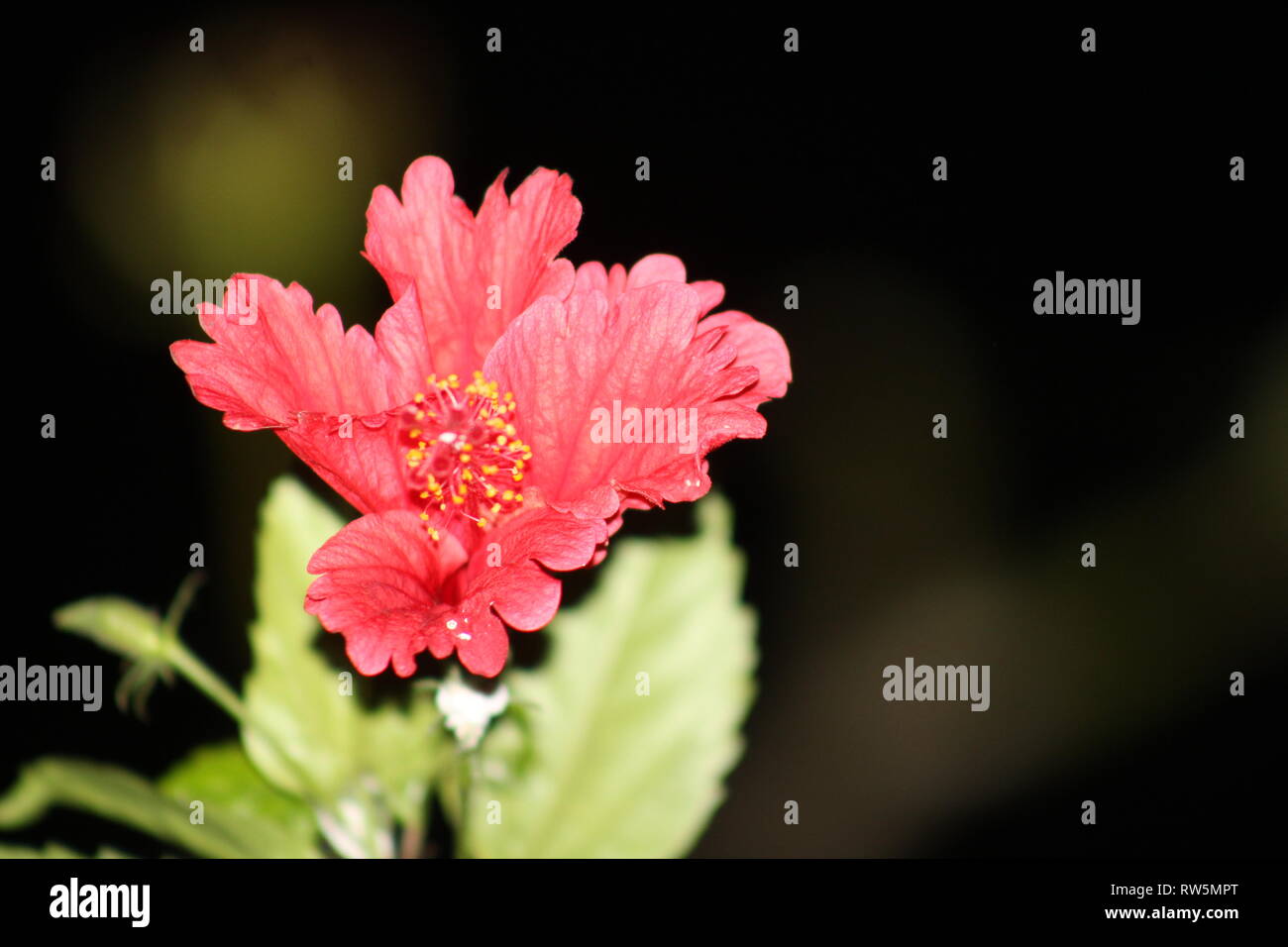 Carolus linnaeus hi-res stock photography and images - Alamy