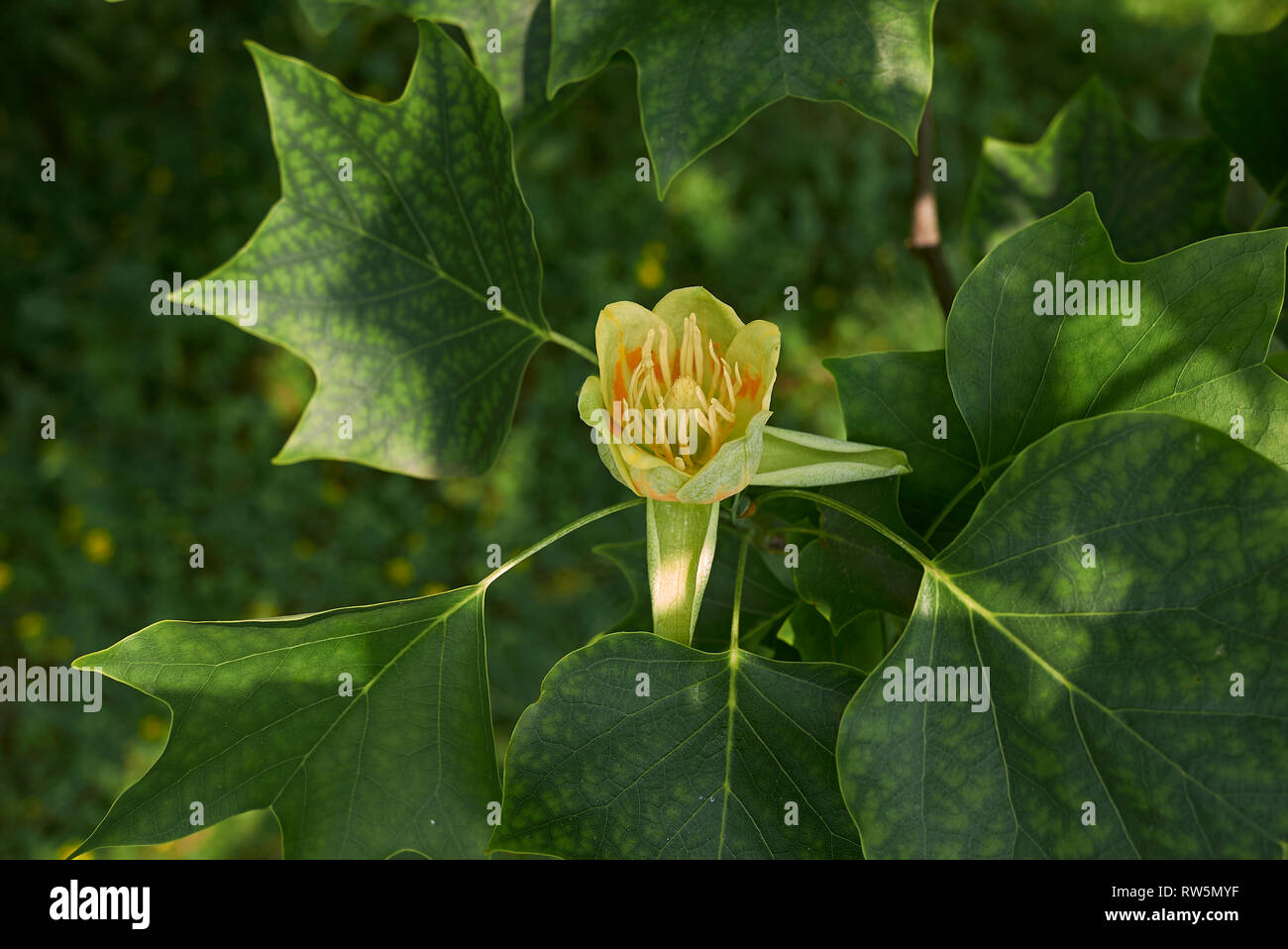liriodendron tulipifera tree Stock Photo - Alamy