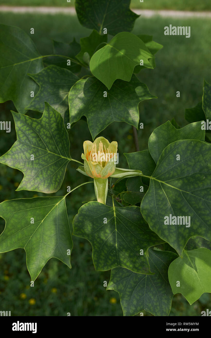 liriodendron tulipifera tree Stock Photo - Alamy