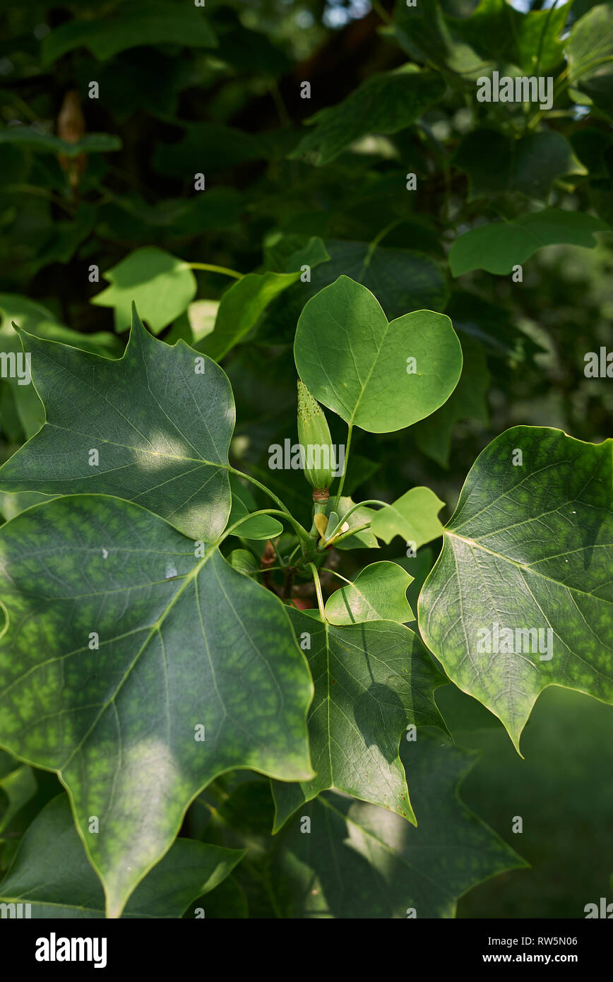 liriodendron tulipifera tree Stock Photo - Alamy