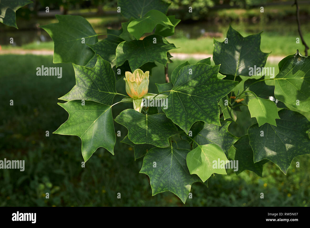 liriodendron tulipifera tree Stock Photo - Alamy