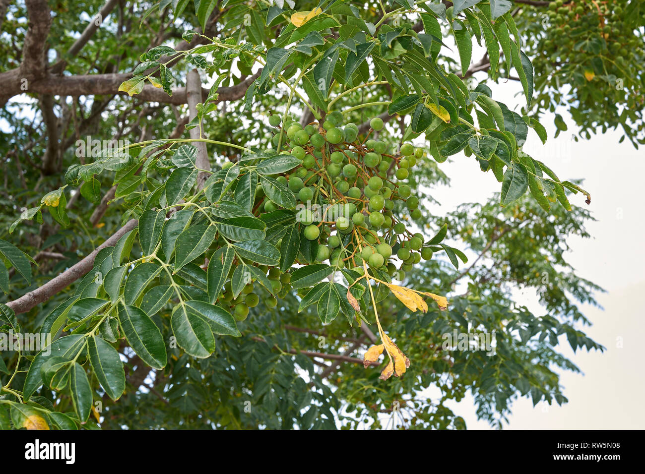 Melia azedarach branch with fruit Stock Photo - Alamy