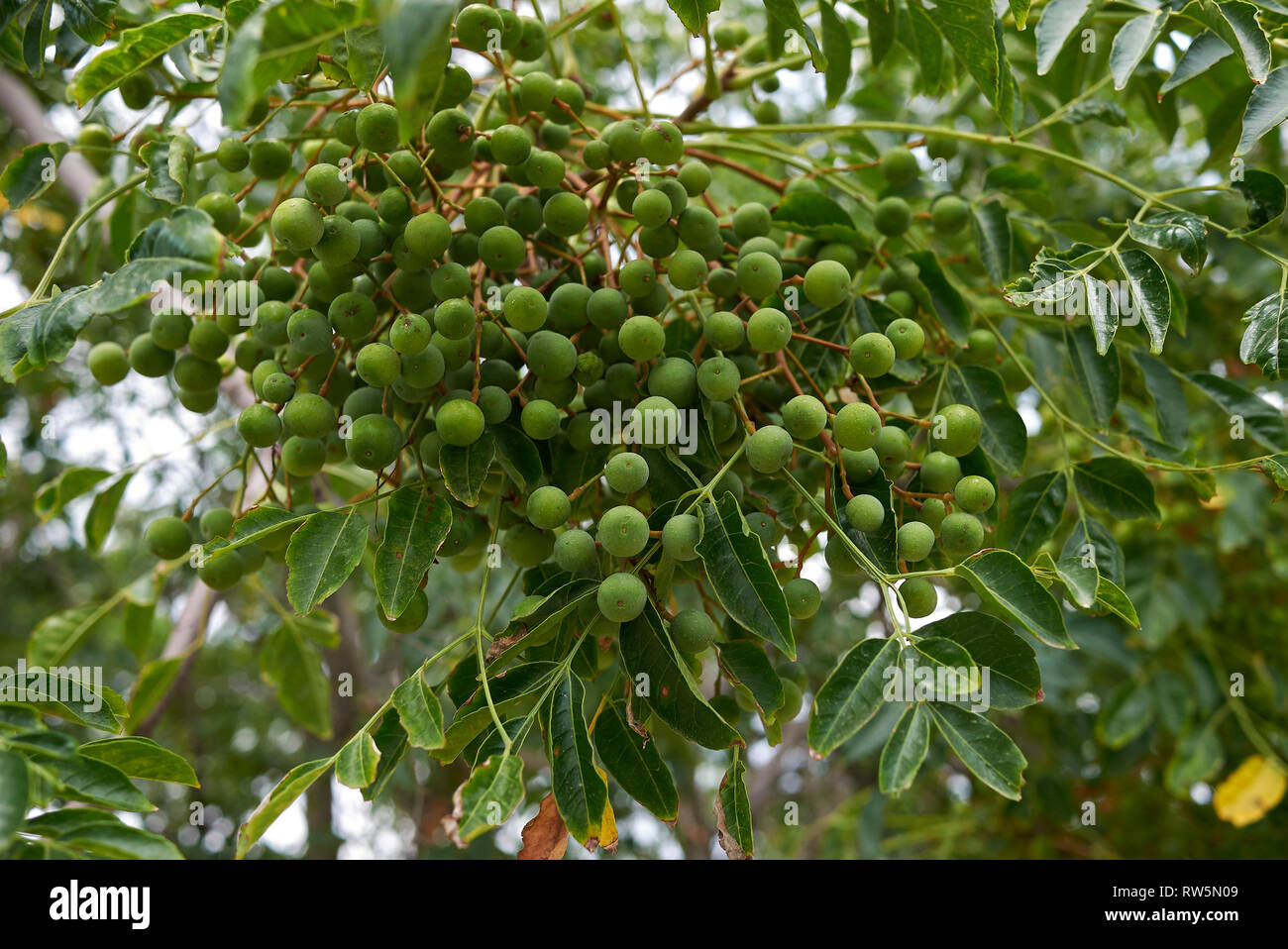 Melia azedarach branch with fruit Stock Photo - Alamy