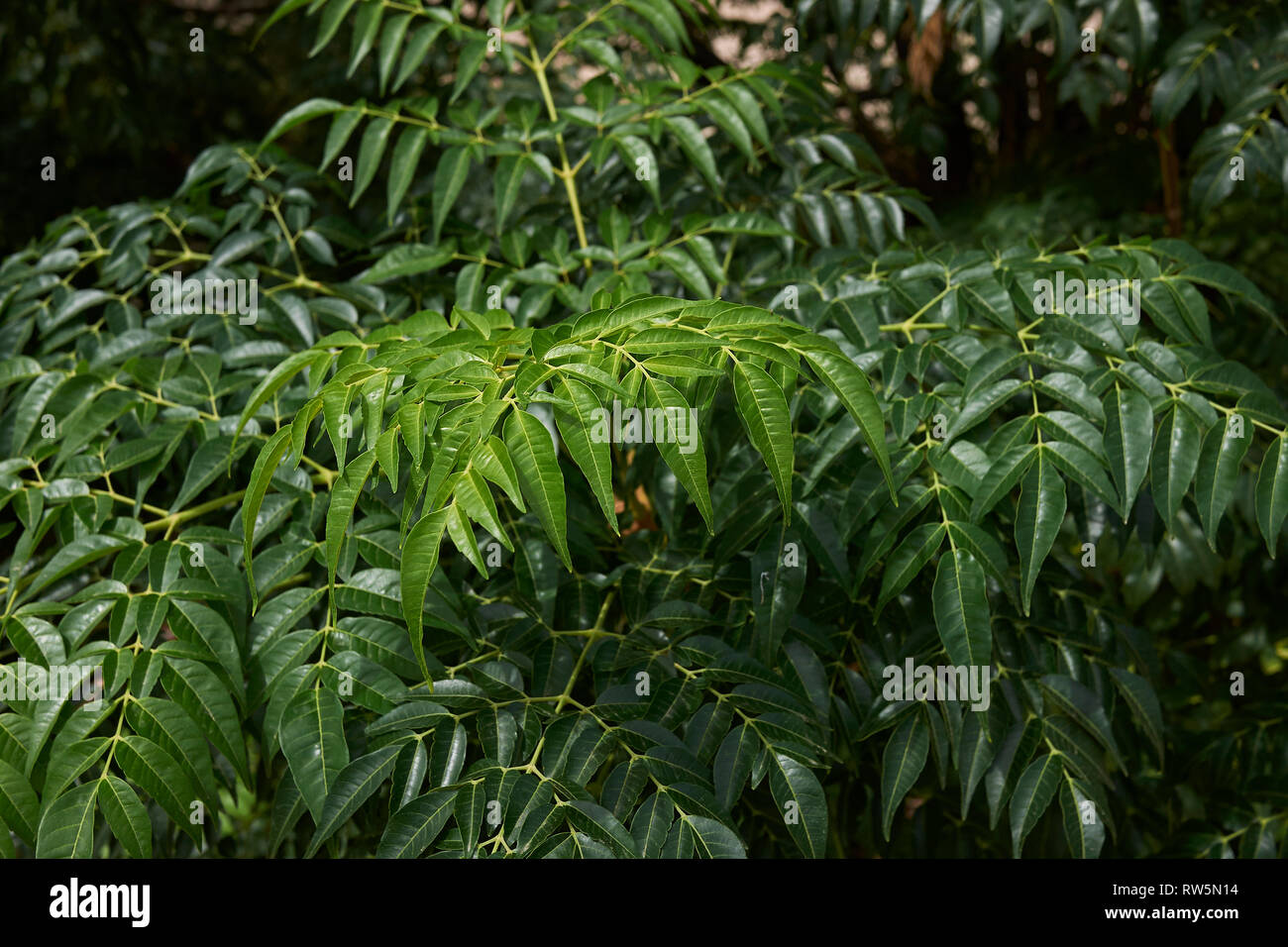 Indian Bead Tree Persian Lilac High Resolution Stock Photography and ...