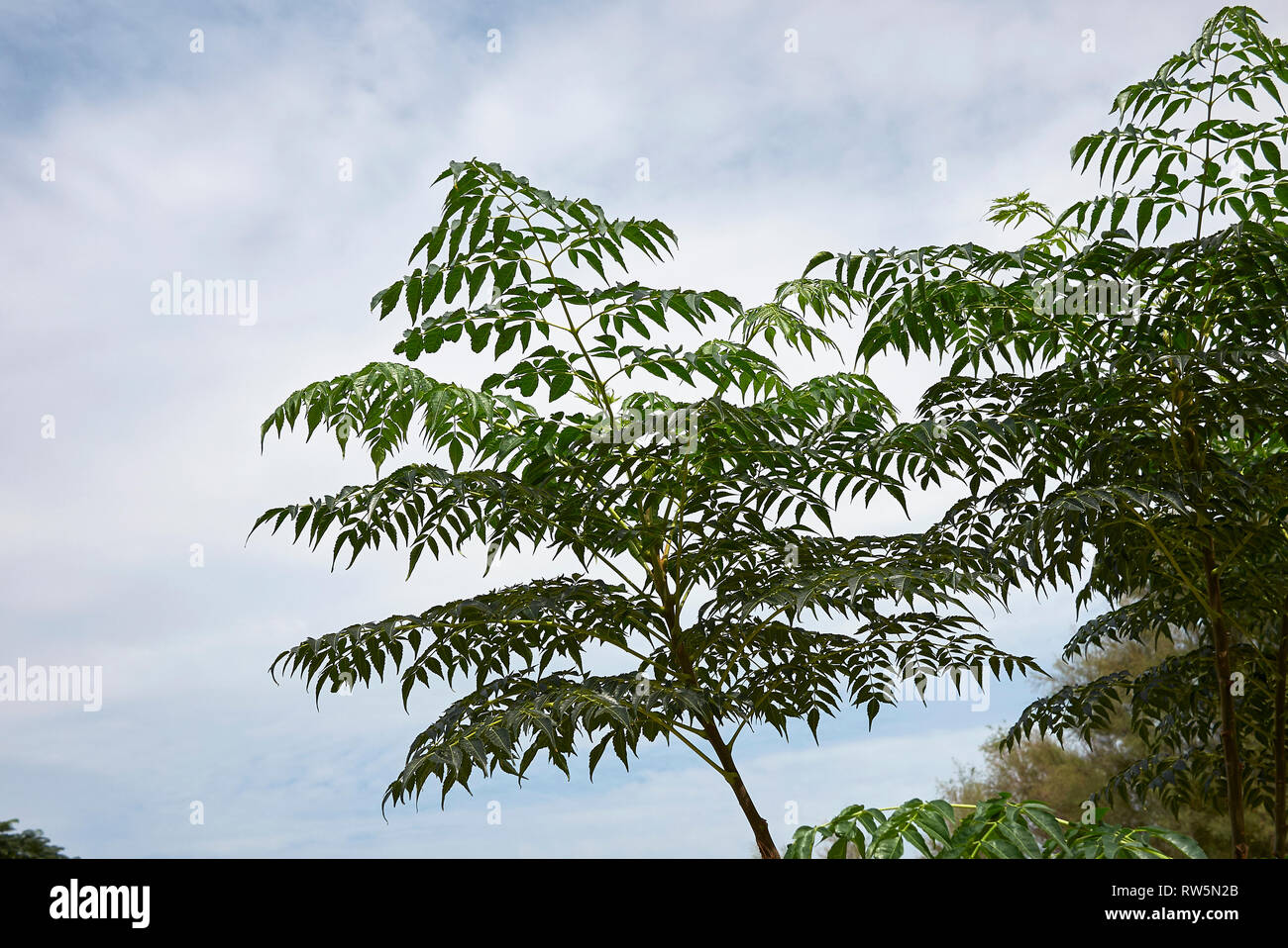 Indian bead tree persian lilac hi-res stock photography and images - Alamy