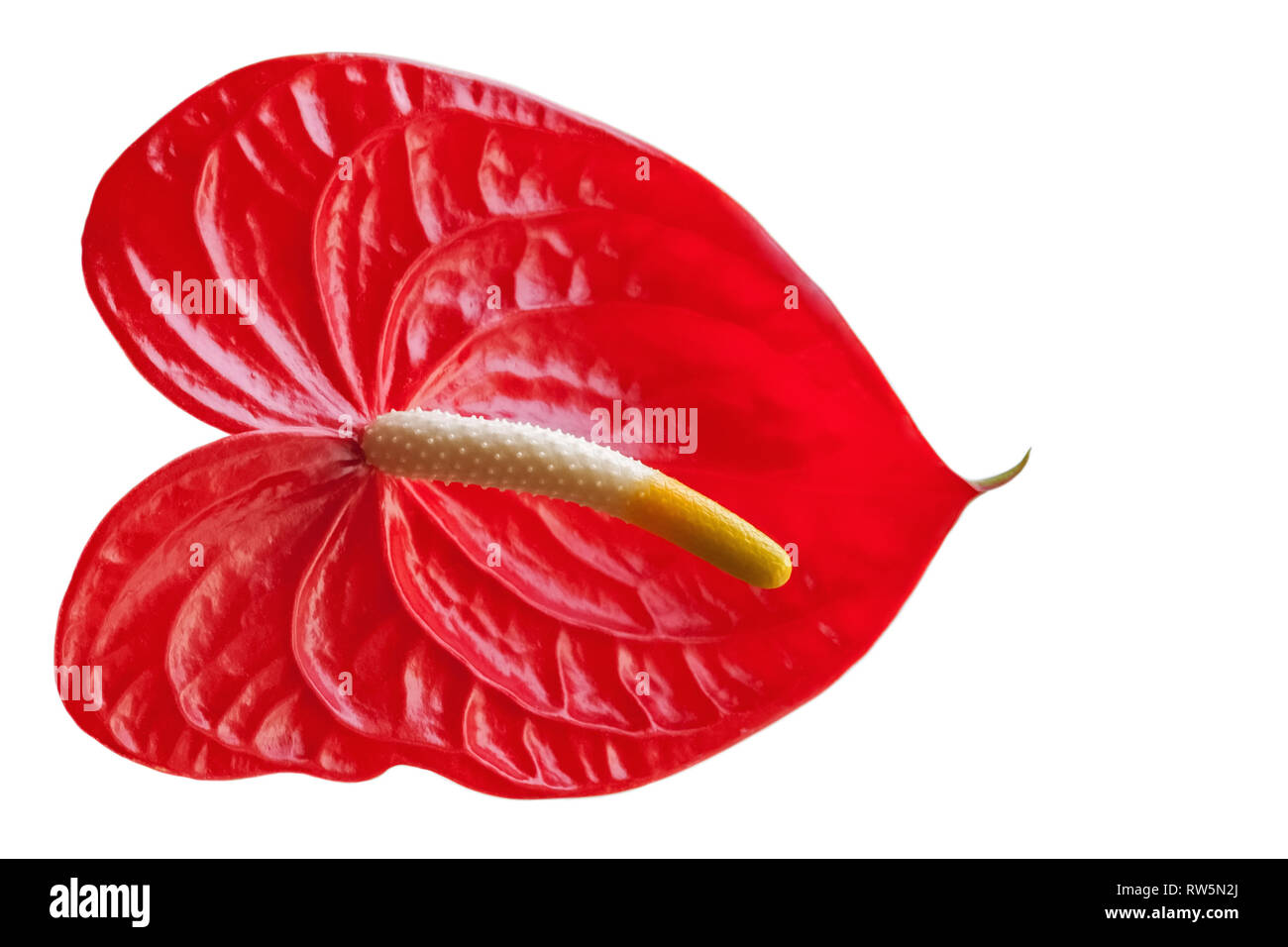 Red Anthurium flower isolated on white background, frontal view Stock ...