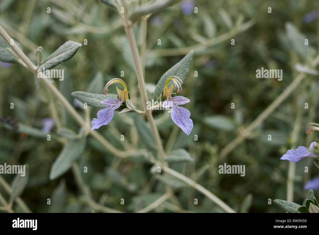 Teucrium fruticans hi-res stock photography and images - Alamy