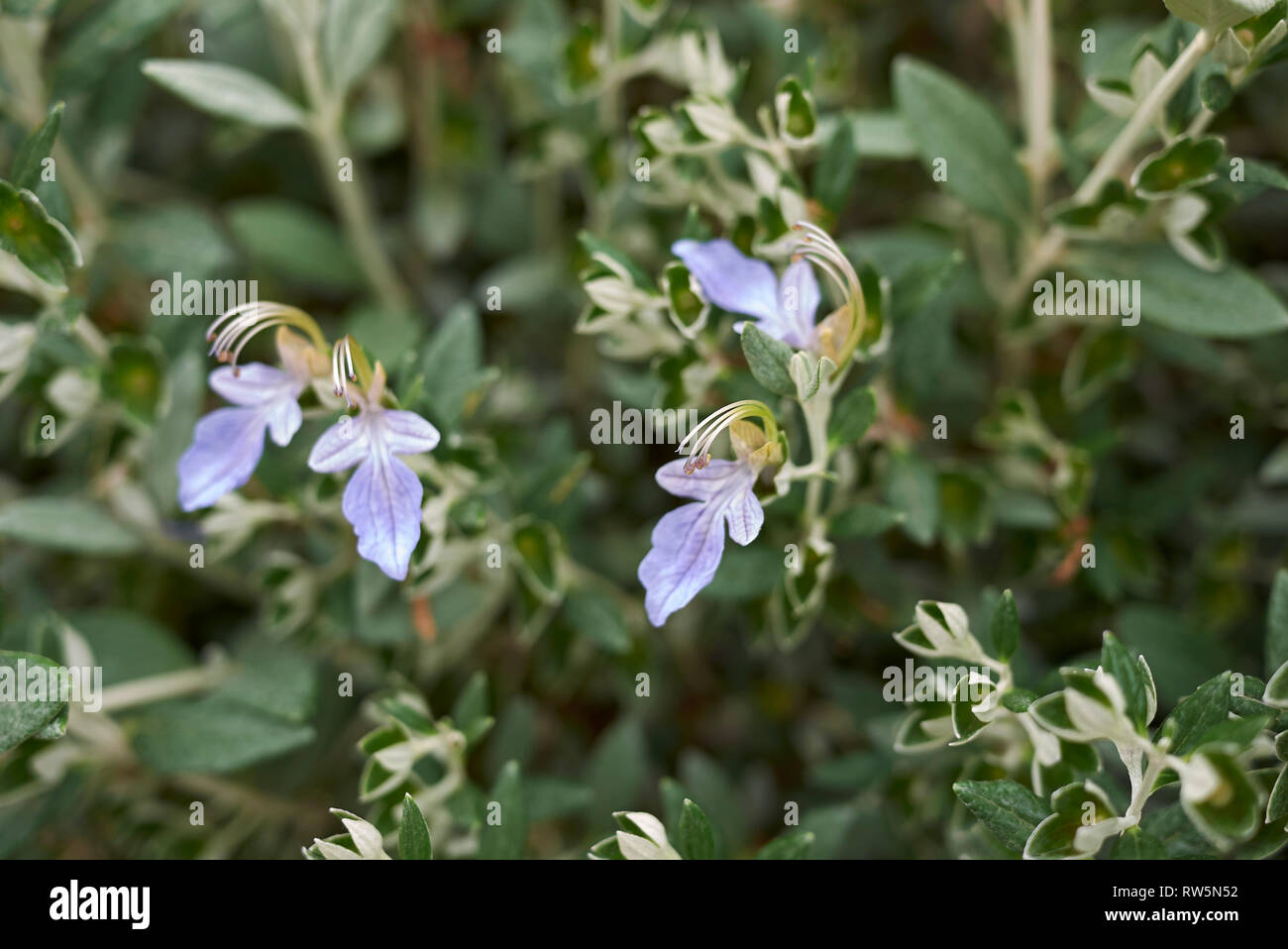 Teucrium fruticans hi-res stock photography and images - Alamy