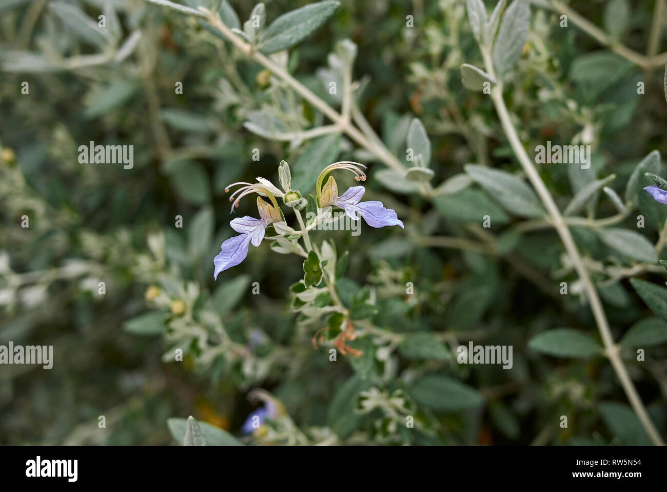 Teucrium fruticans hi-res stock photography and images - Alamy