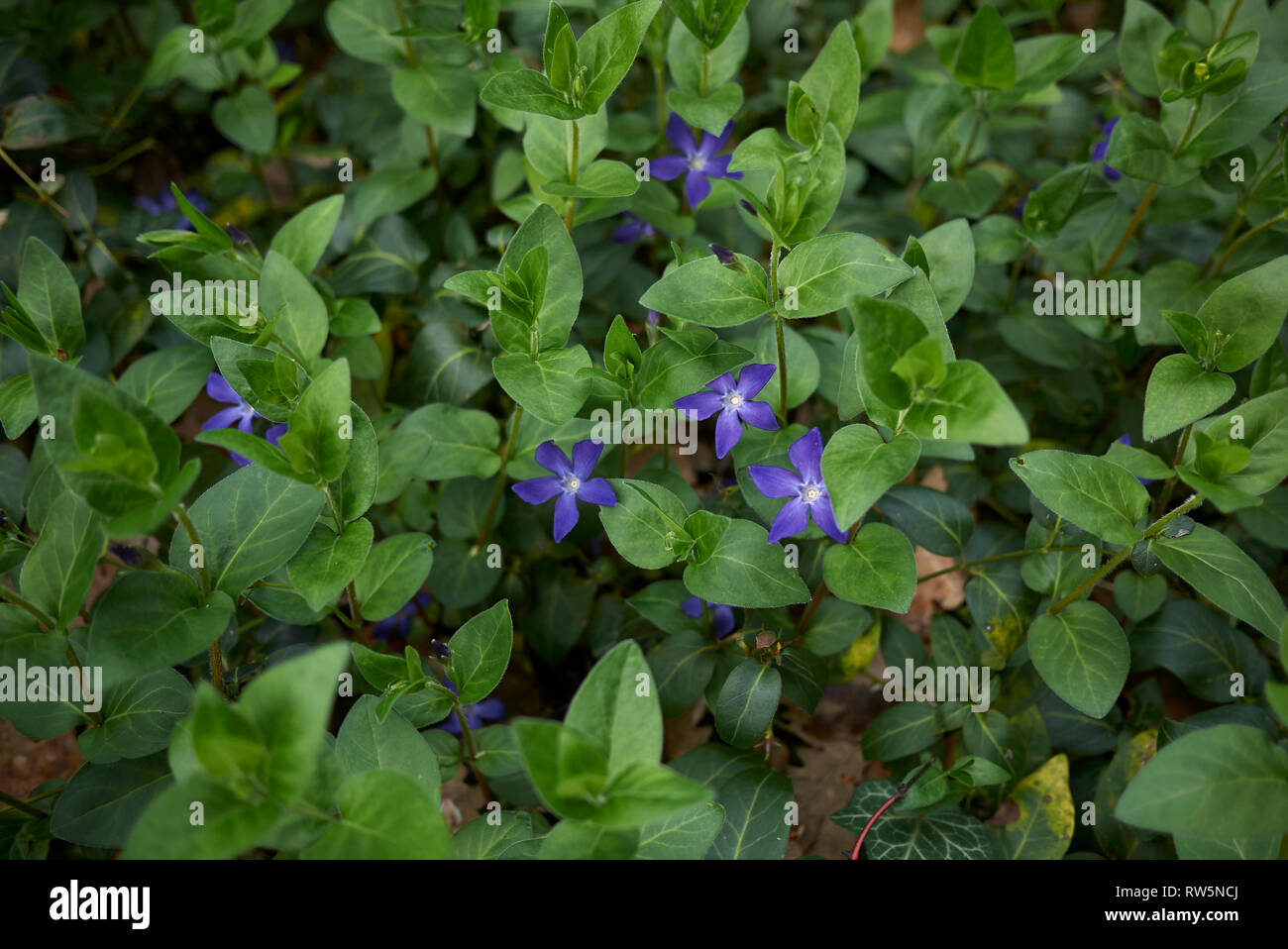 Vinca major vine hi-res stock photography and images - Alamy
