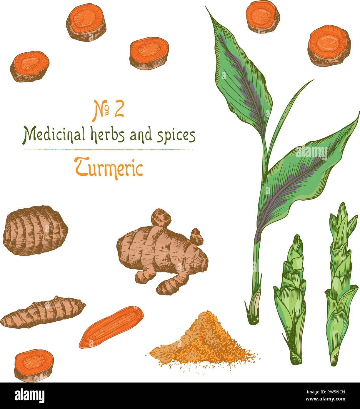 Set color hand drawn of Turmeric roots, lives and flowers isolated on ...