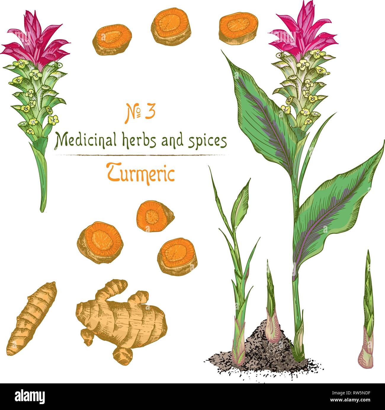 Set color hand drawn of Turmeric roots, lives and flowers isolated on ...