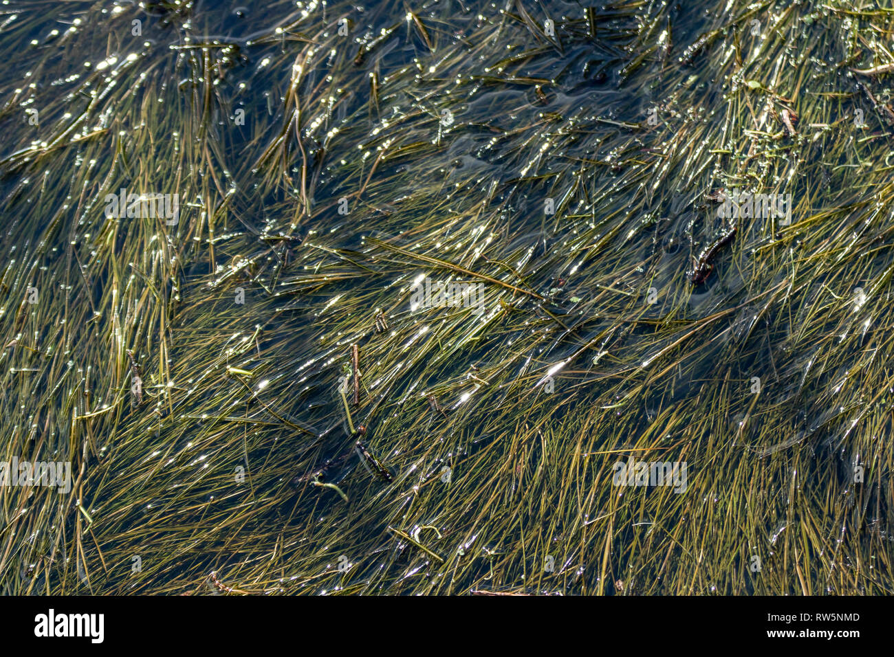 Riverbank texture hi-res stock photography and images - Alamy