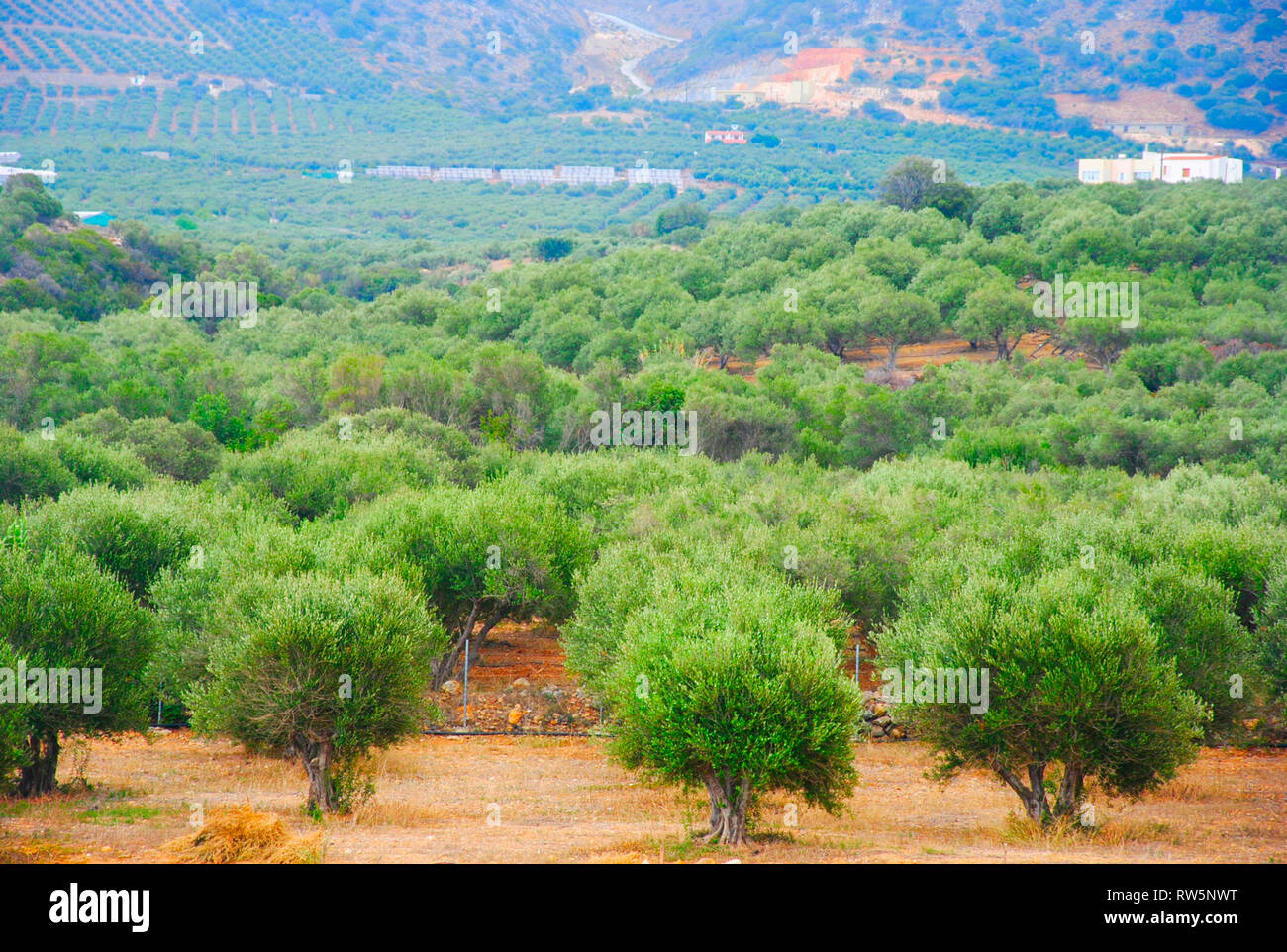 Olive tree farm hi-res stock photography and images - Alamy