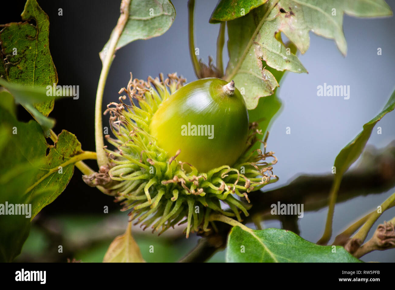 Spiny fruit hi-res stock photography and images - Alamy