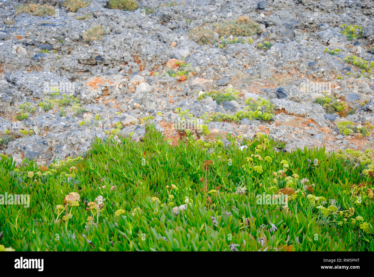 Vegetation green greece hi-res stock photography and images - Alamy