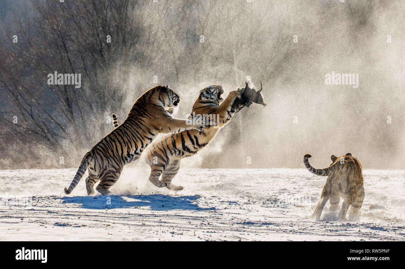 Siberian tigers in a snowy glade catch their prey. Very dynamic shot ...