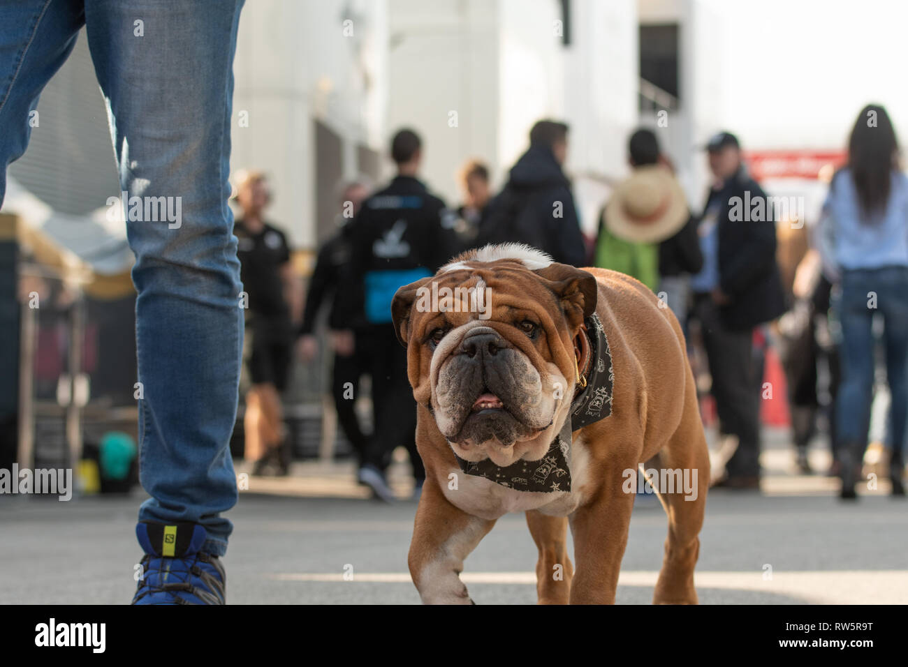 CIRCUIT DE CATALUNYA, MONTMELO, SPAIN - 2019/02/28 - Lewis Hamilton of ...