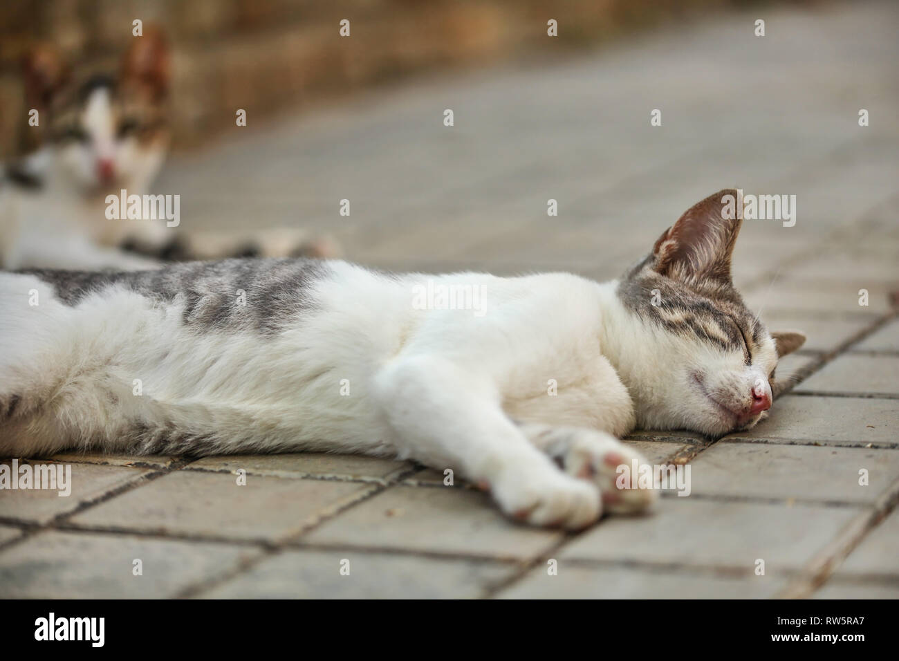 Tabby cat laying on its side hi-res stock photography and images - Alamy