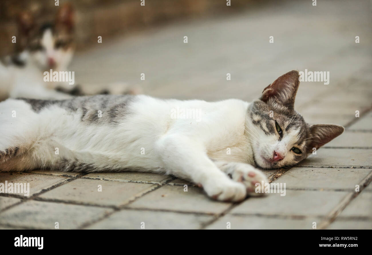 Cat laying on its side hi-res stock photography and images - Alamy
