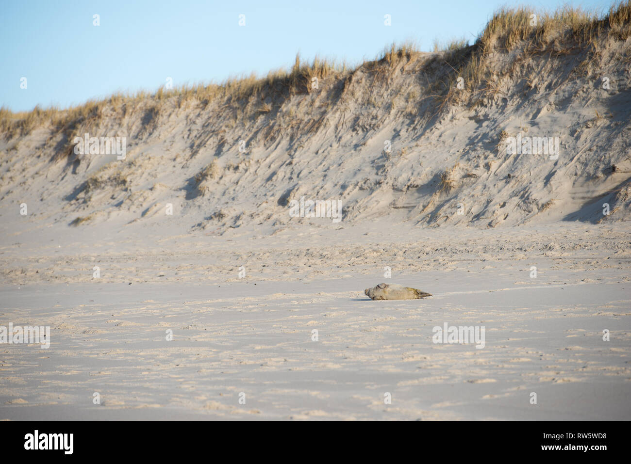 Sick seal lying on a beach in Sylt, Germany Stock Photo - Alamy