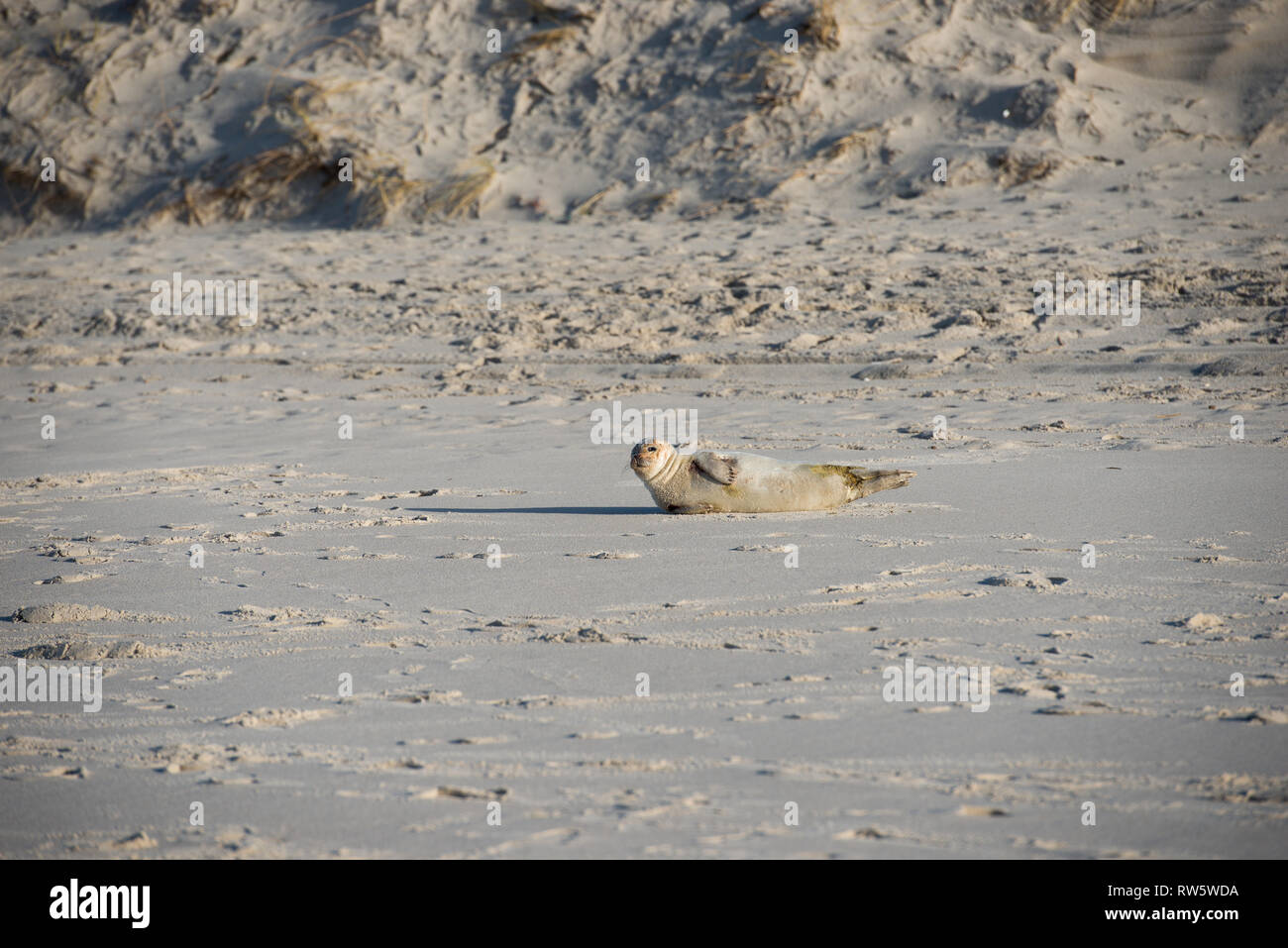 Sick seal on beach hi-res stock photography and images - Alamy